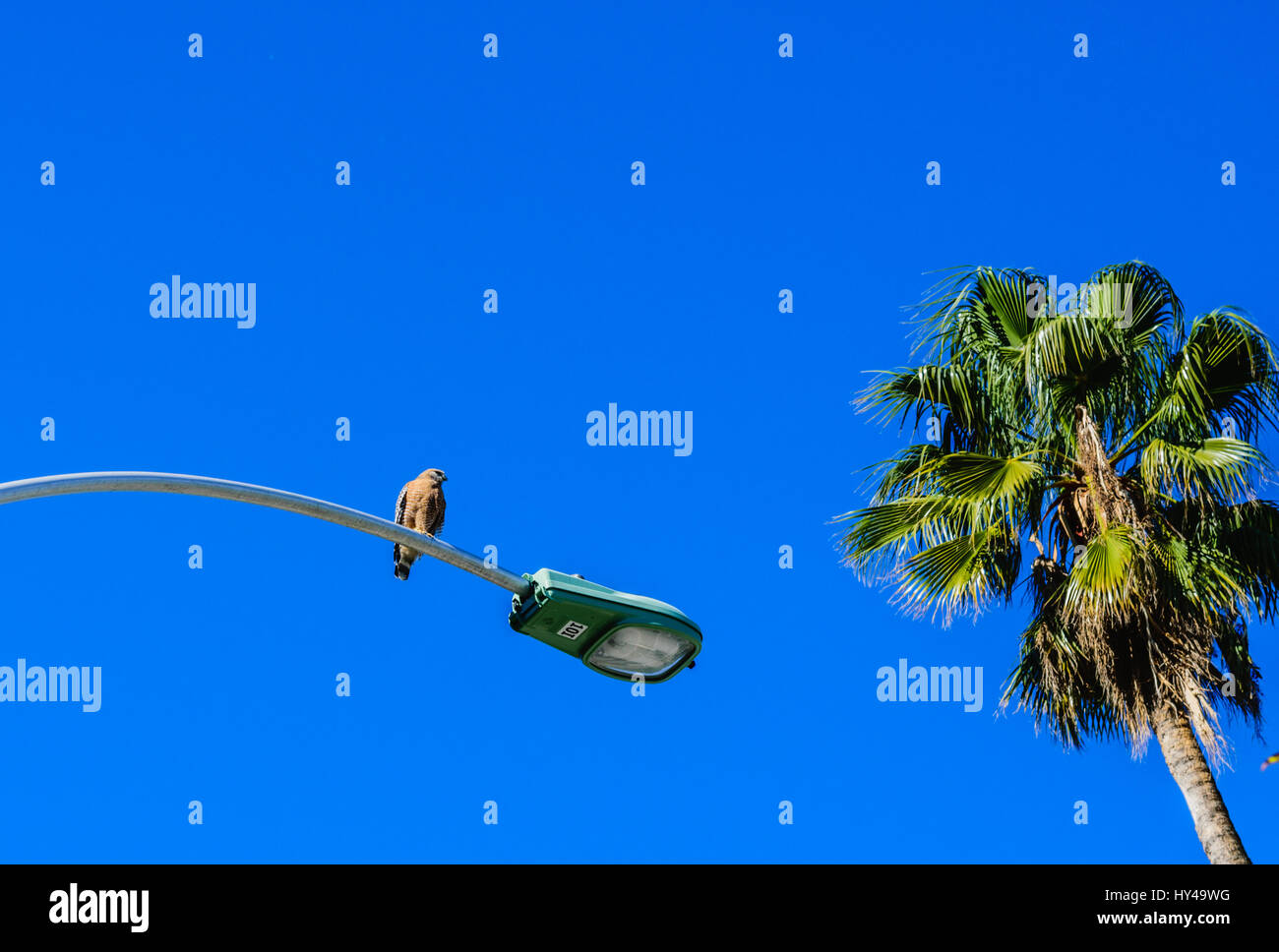 Hawk watches over a tranquil setting Stock Photo - Alamy