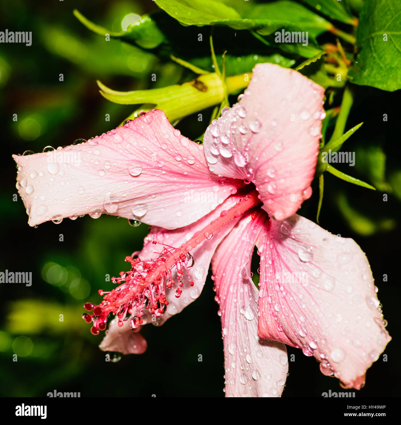 Spring rain drops hi-res stock photography and images - Alamy