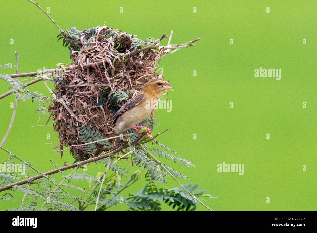 Female weaver bird in nest hi-res stock photography and images - Alamy