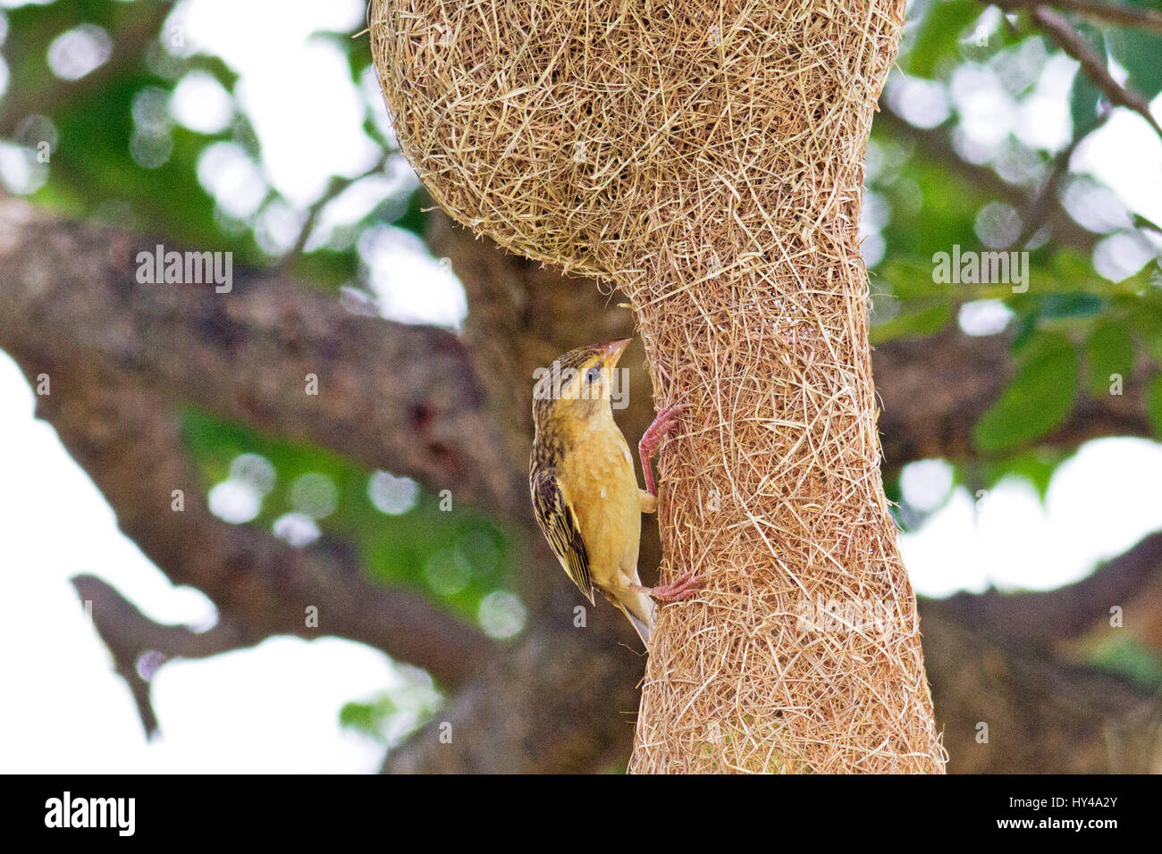 Baya weaver bird ploceus philippinus hi-res stock photography and images - Alamy