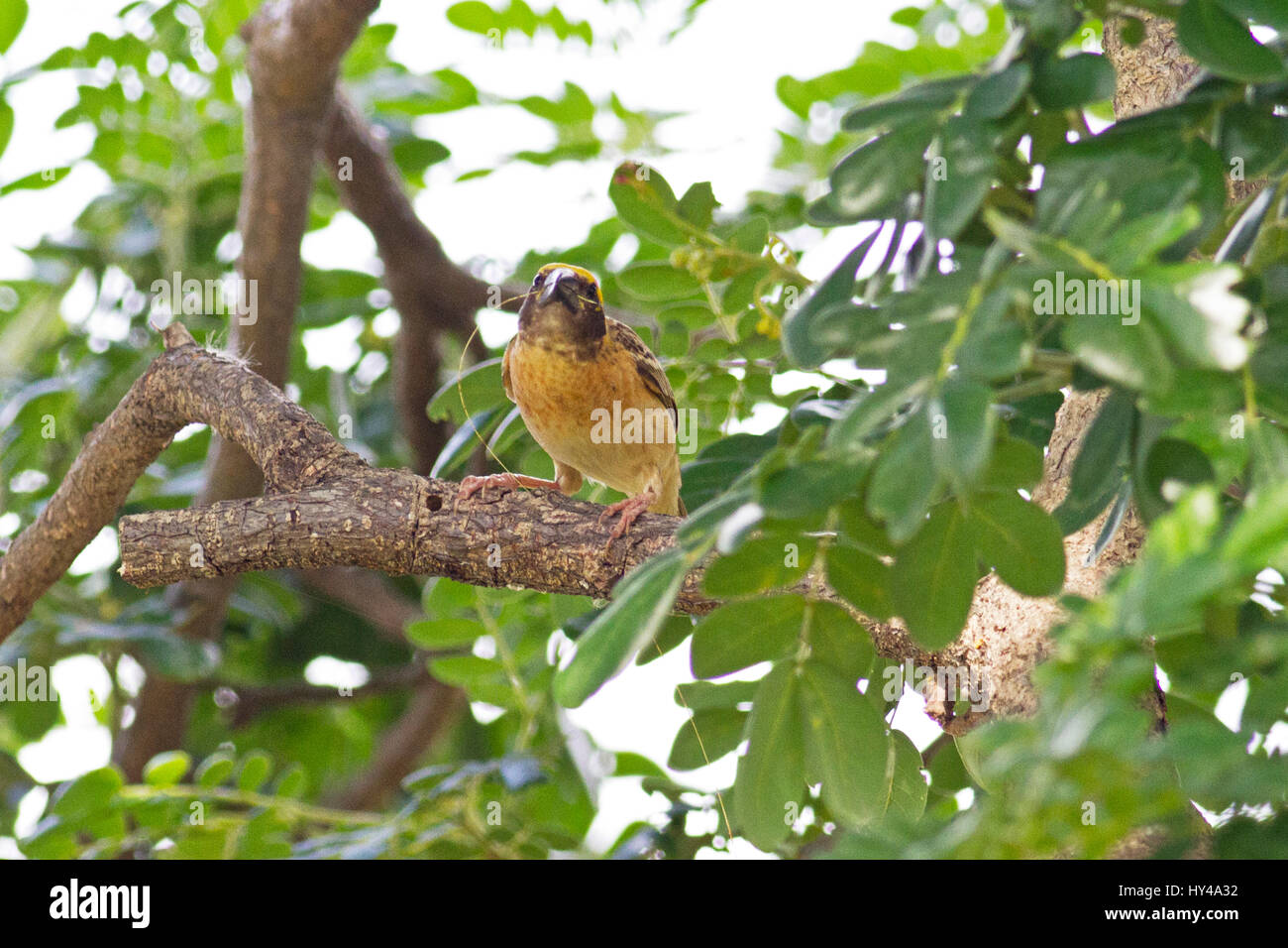 Baya weaver bird building its nest hi-res stock photography and images ...