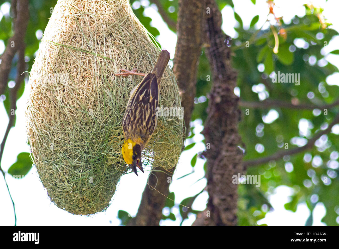 A male Baya Weaver (Ploceus philippinus) on his nest in a weaverbird colony in central Thailand ...