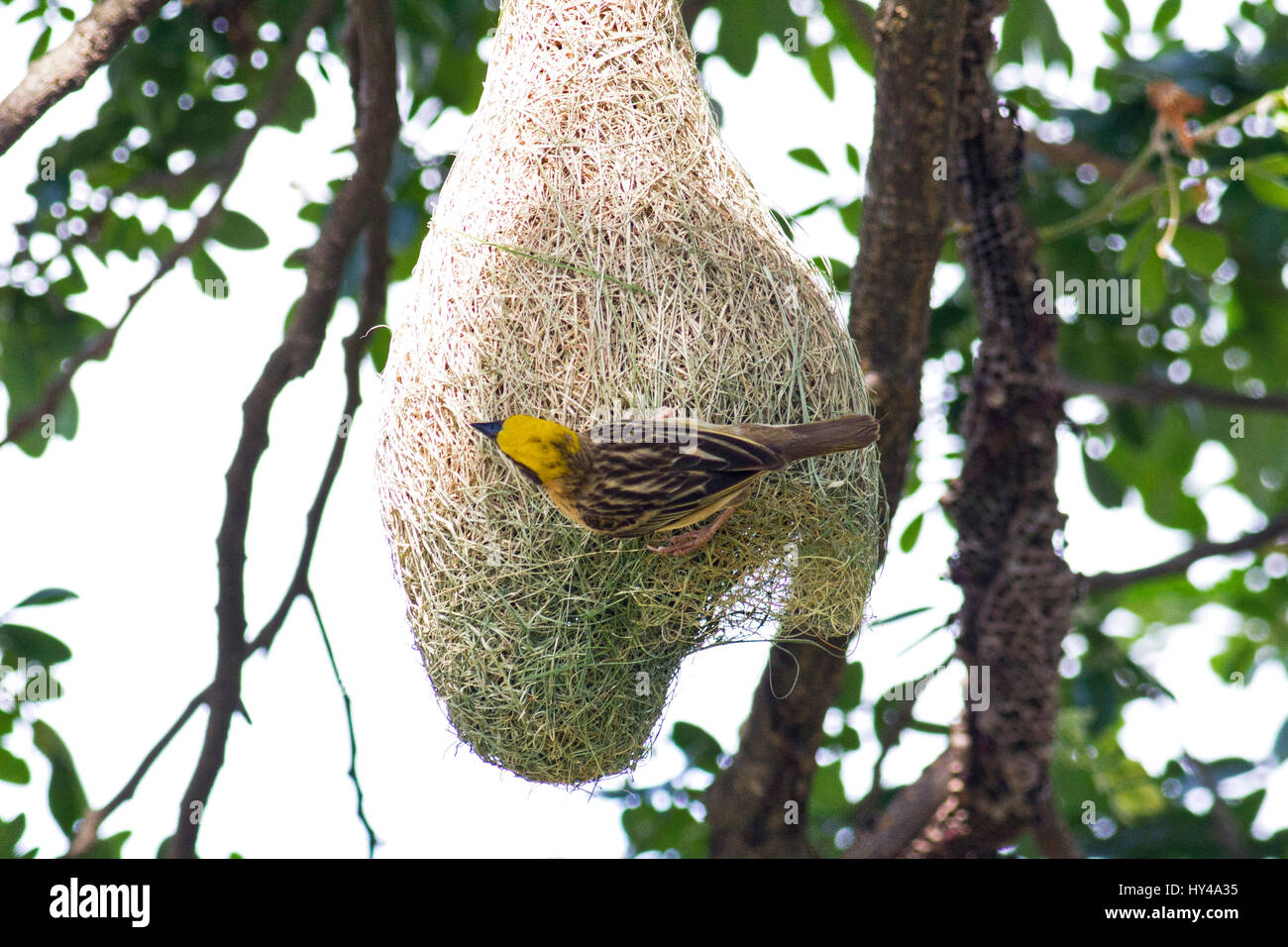A male Baya Weaver (Ploceus philippinus) on his nest in a weaverbird ...