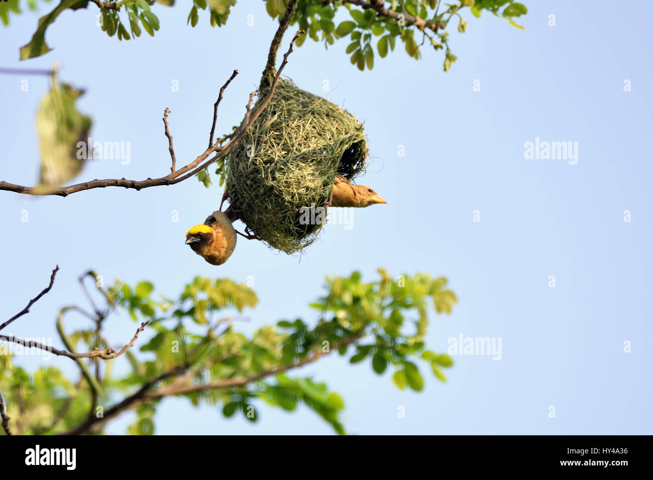 A pair of Baya Weavers (Ploceus philippinus) with the male and female on their nest in a large ...