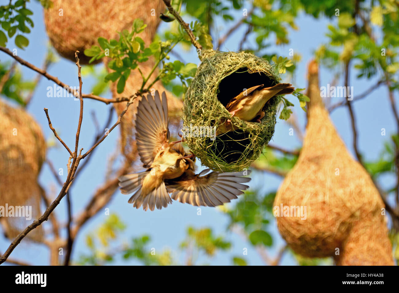 A pair of Baya Weavers (Ploceus philippinus) with the male and female on their nest in a large ...