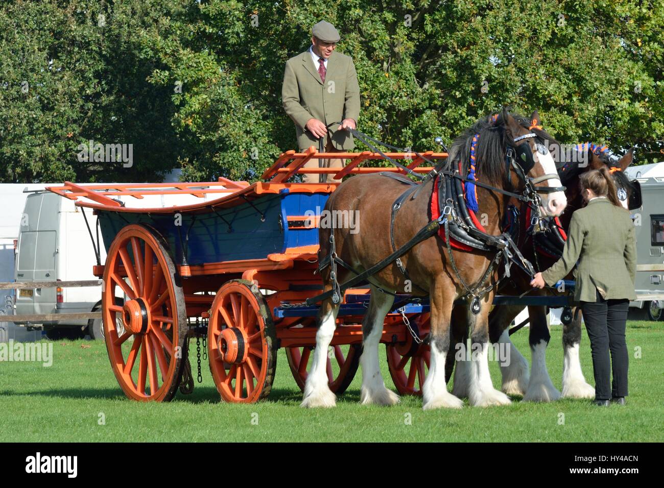 Shire horse cart traditional hi-res stock photography and images - Alamy