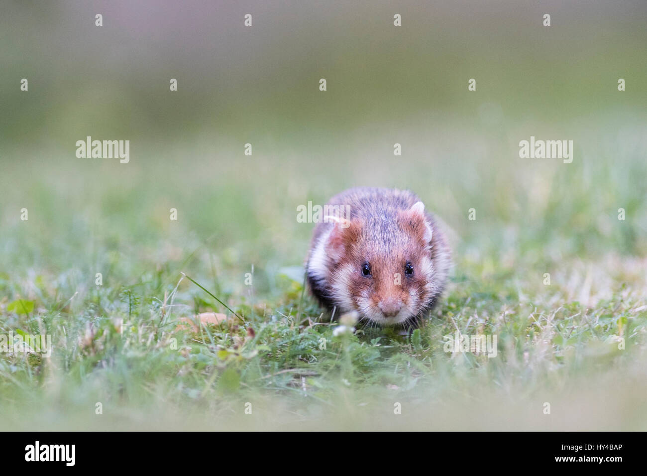 European hamster (Cricetus cricetus) in meadow, Vienna, Austria Stock ...