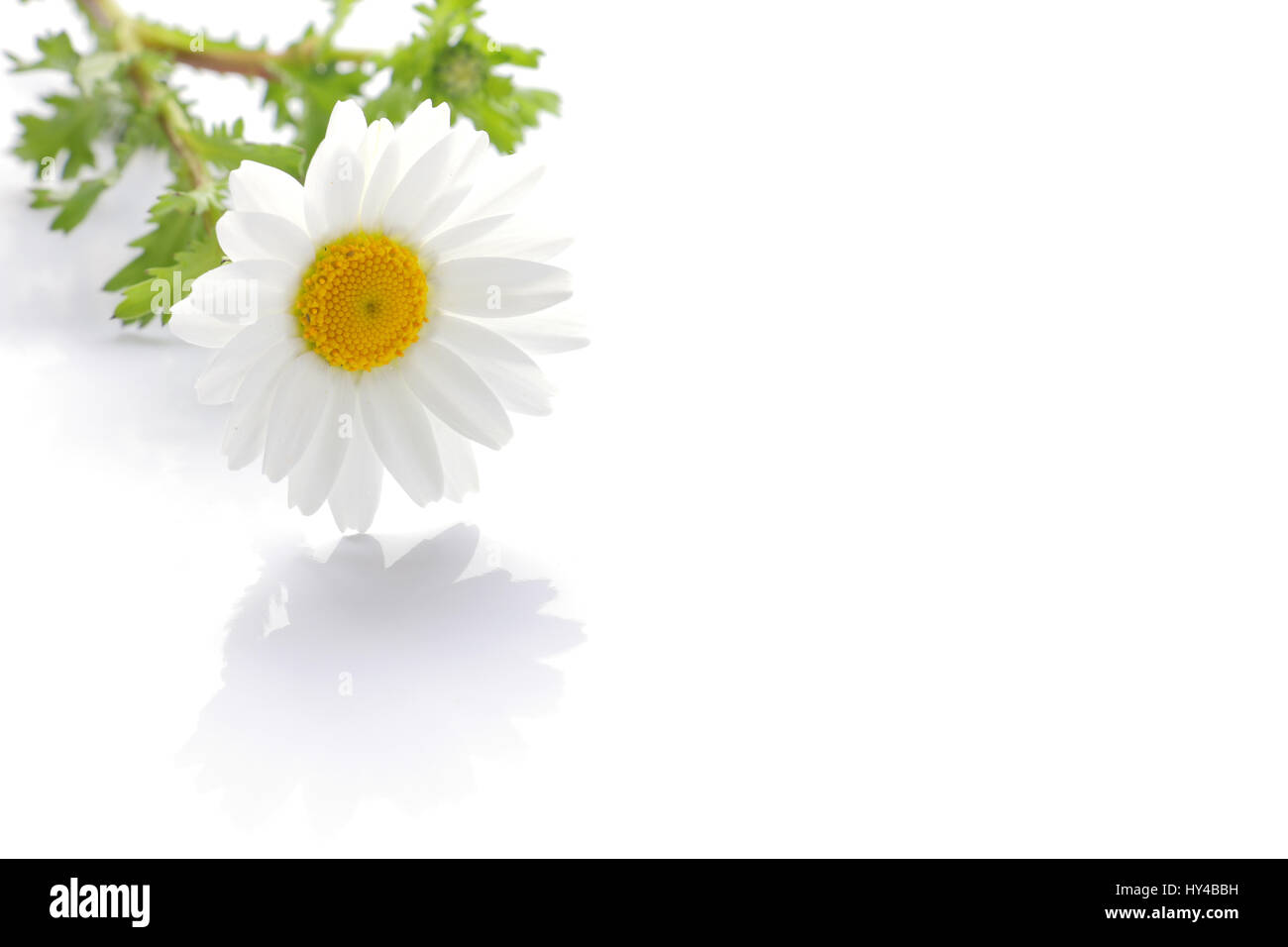 Japanese north pole flower on white Stock Photo - Alamy