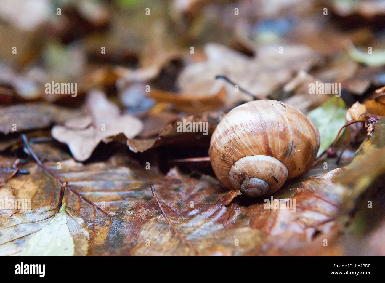 A vineyard snail in wet foliage in autumn. The leaves are moist Stock ...