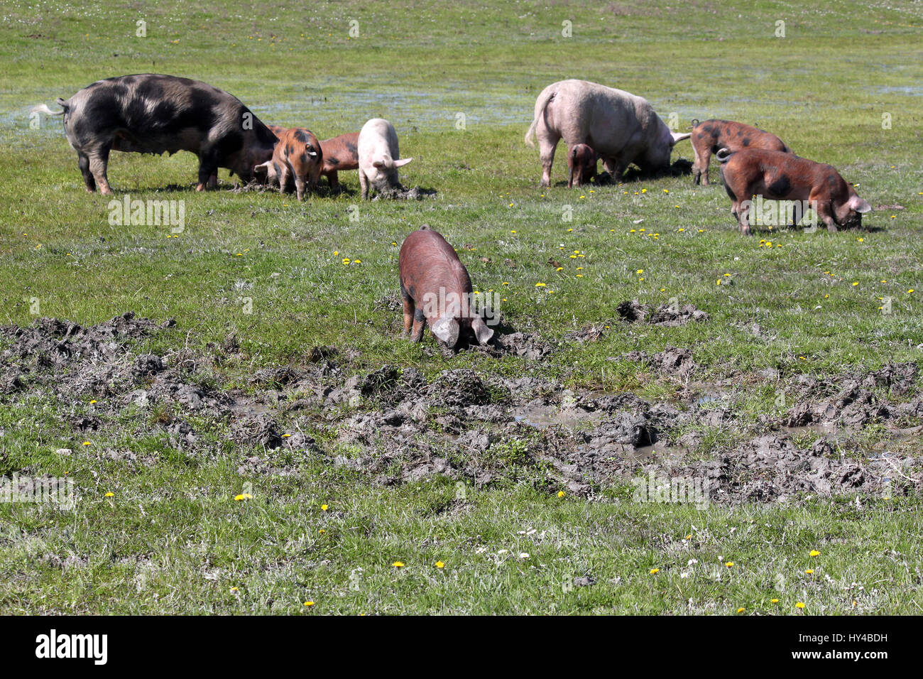 pigs in a mud on farm Stock Photo - Alamy