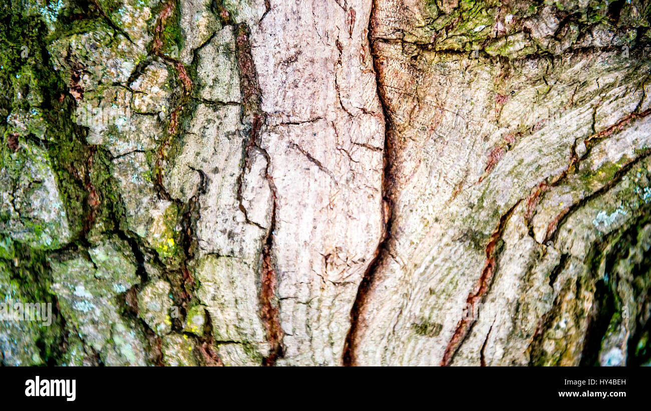 The picture shows a close-up of bark of the tree structure. On the bark ...