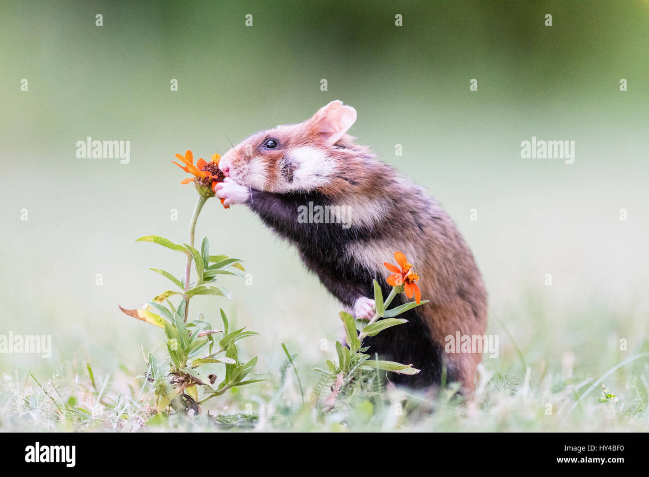 European hamster (Cricetus cricetus) in meadow, Vienna, Austria Stock ...