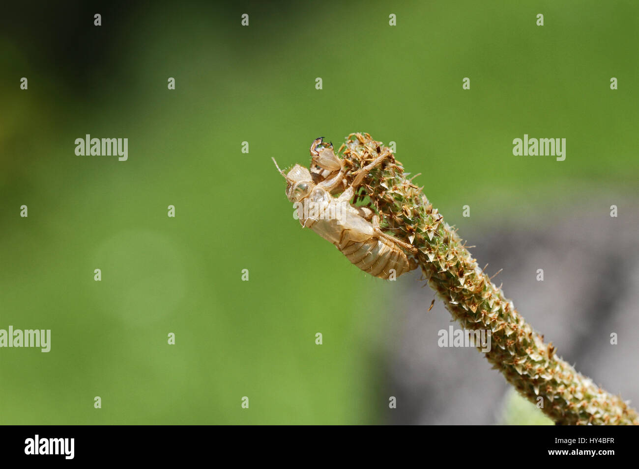 empty cicada orni shell or casing from moulted cicada insect on grass ...