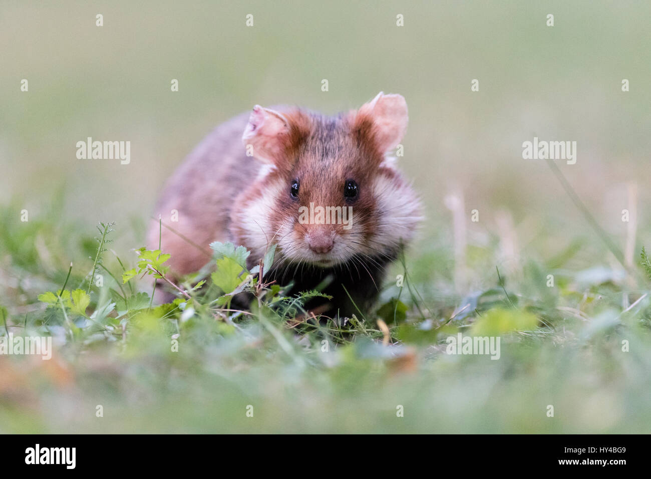 European hamster (Cricetus cricetus) in meadow, Vienna, Austria Stock ...