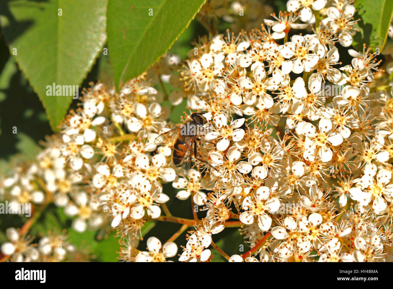 European hover-fly Latin name episyrphus balteatus on a photinia flower ...