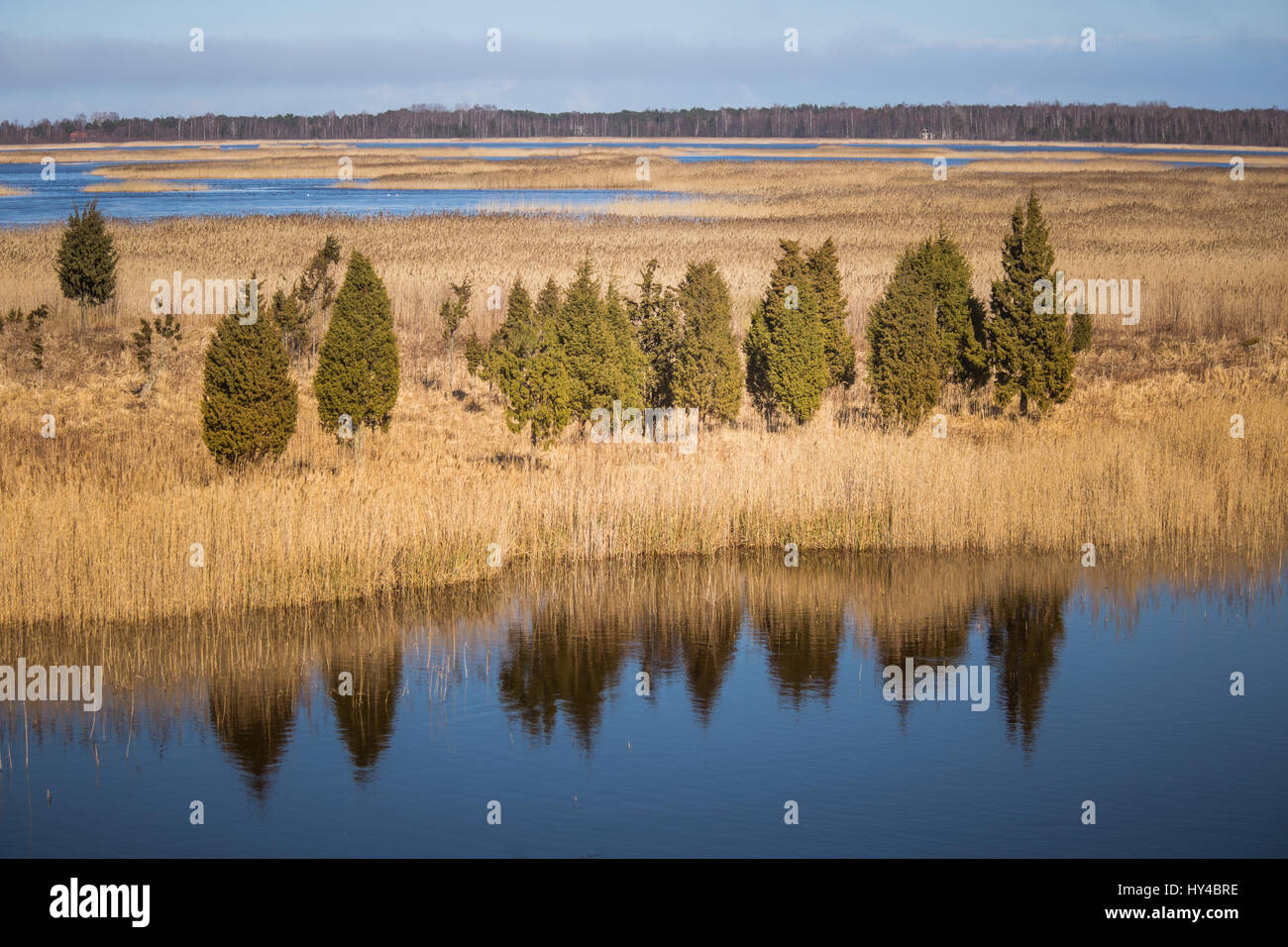 A beautiful early spring landscape with juniper trees at the lake Stock ...