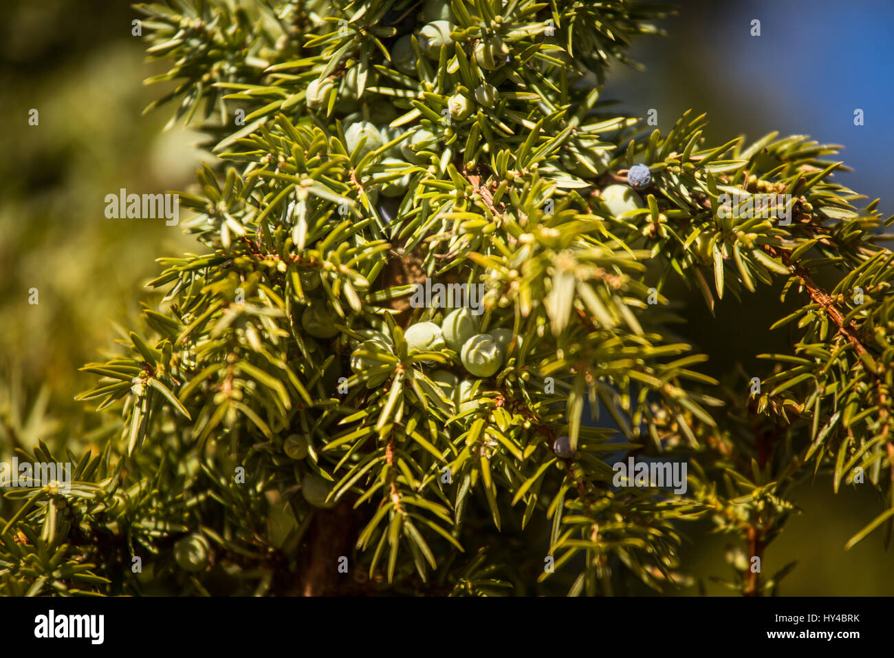 A closeup of a beautiful juniper tree branch Stock Photo - Alamy