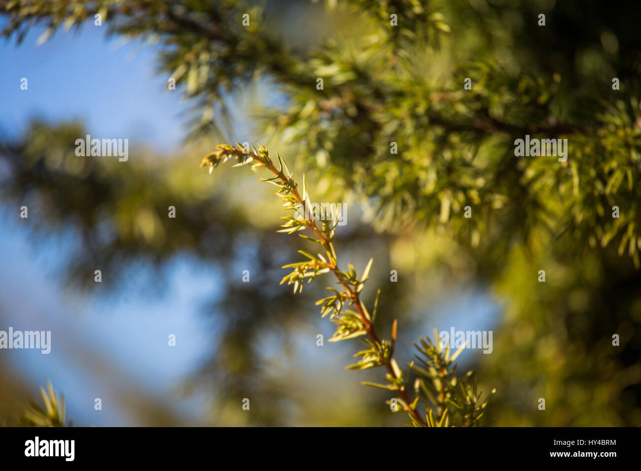A closeup of a beautiful juniper tree branch Stock Photo - Alamy
