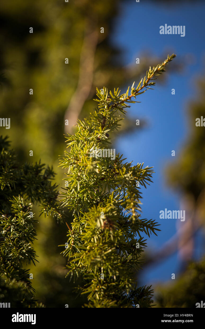 A closeup of a beautiful juniper tree branch Stock Photo - Alamy