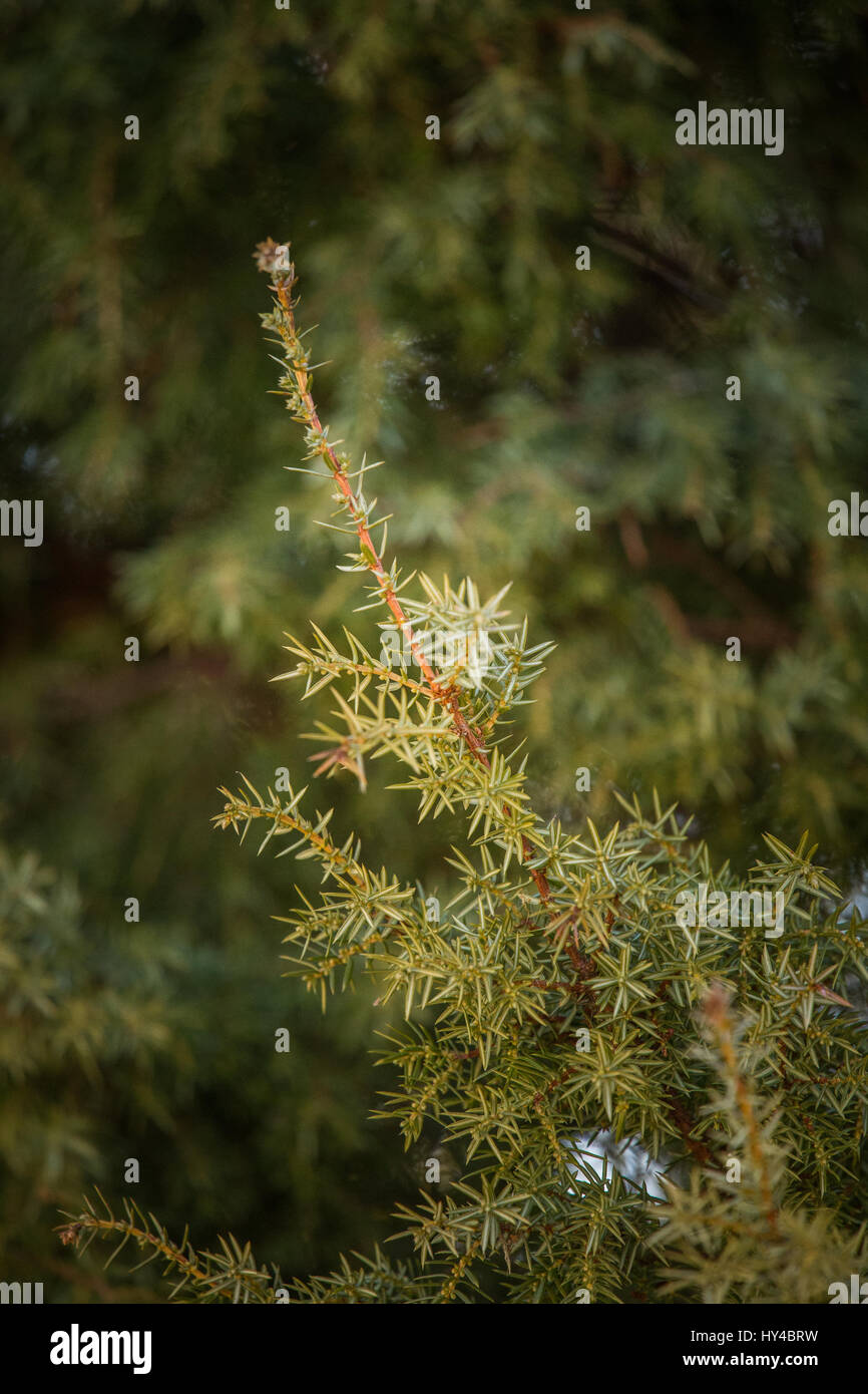 A closeup of a beautiful juniper tree branch Stock Photo - Alamy
