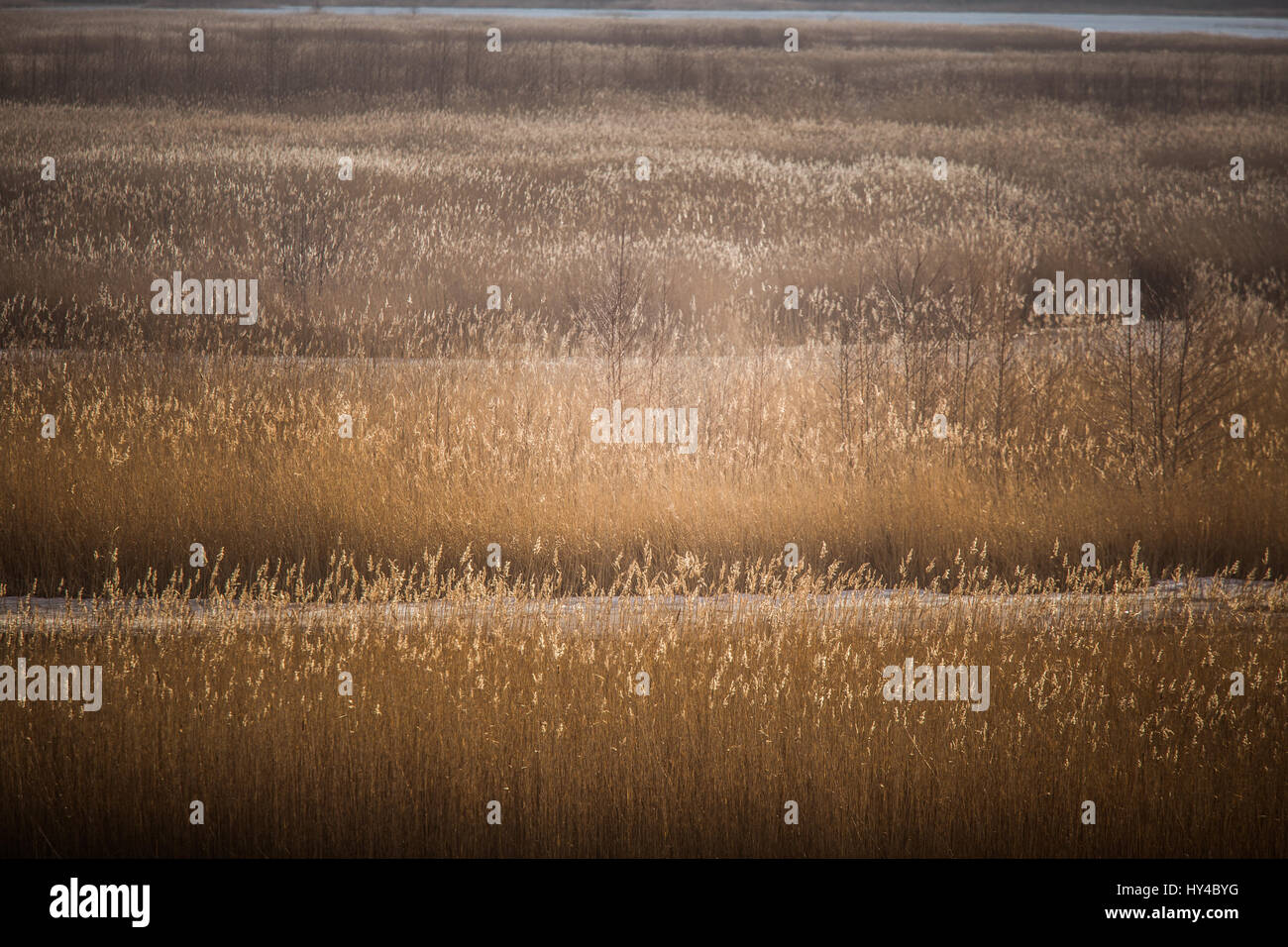 A beautiful reed pattern in a sunny spring day Stock Photo - Alamy