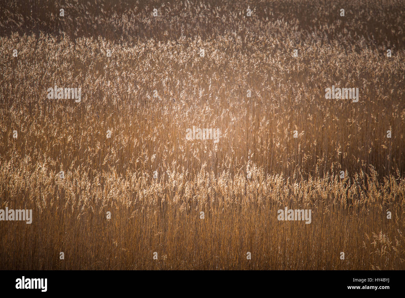 A beautiful reed pattern in a sunny spring day Stock Photo - Alamy