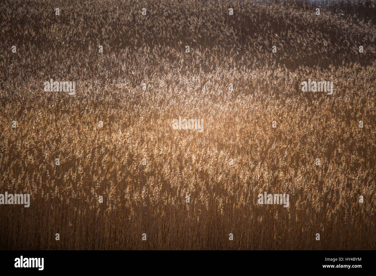 A beautiful reed pattern in a sunny spring day Stock Photo - Alamy