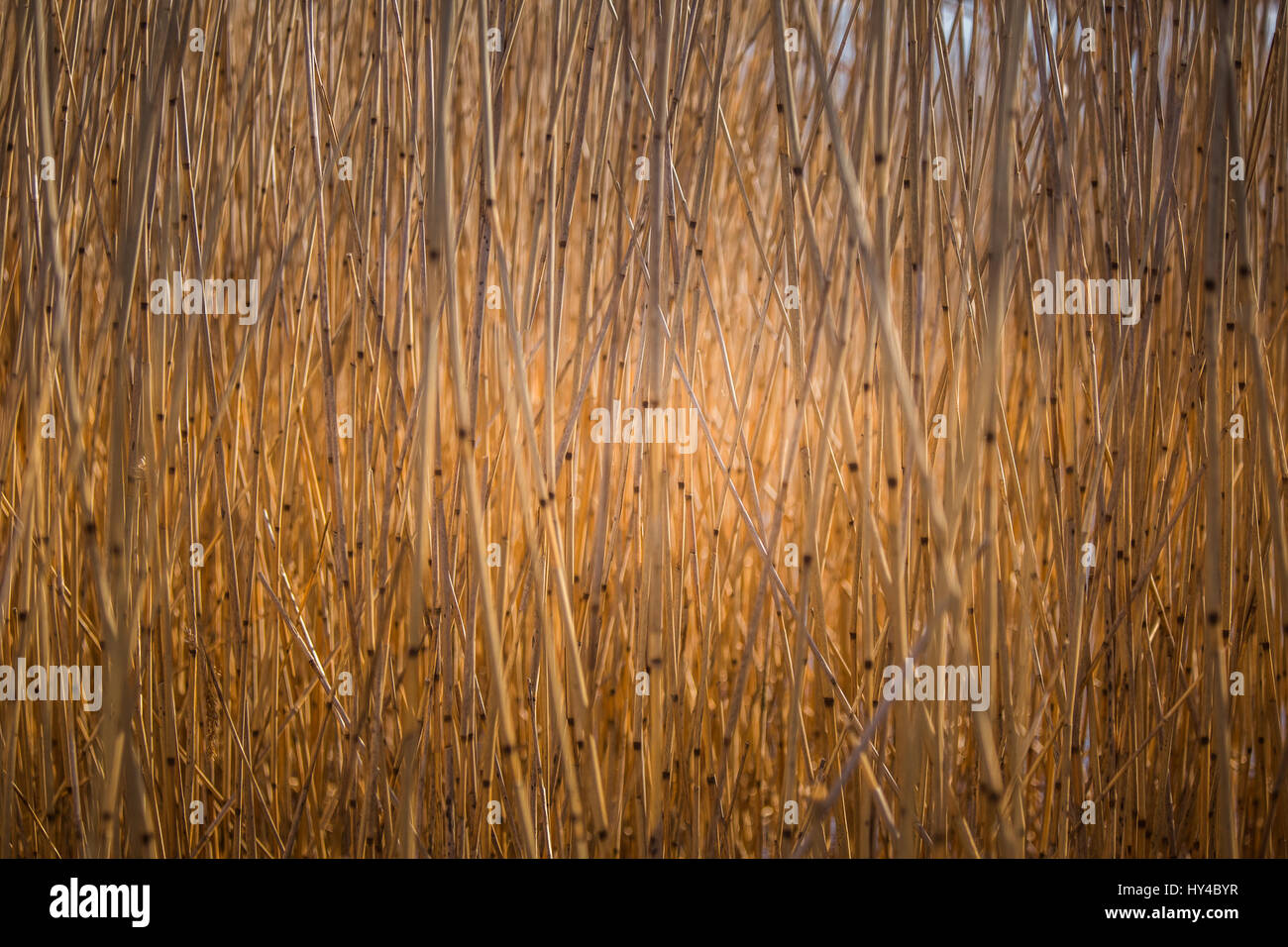 A beautiful reed pattern in a sunny spring day Stock Photo - Alamy