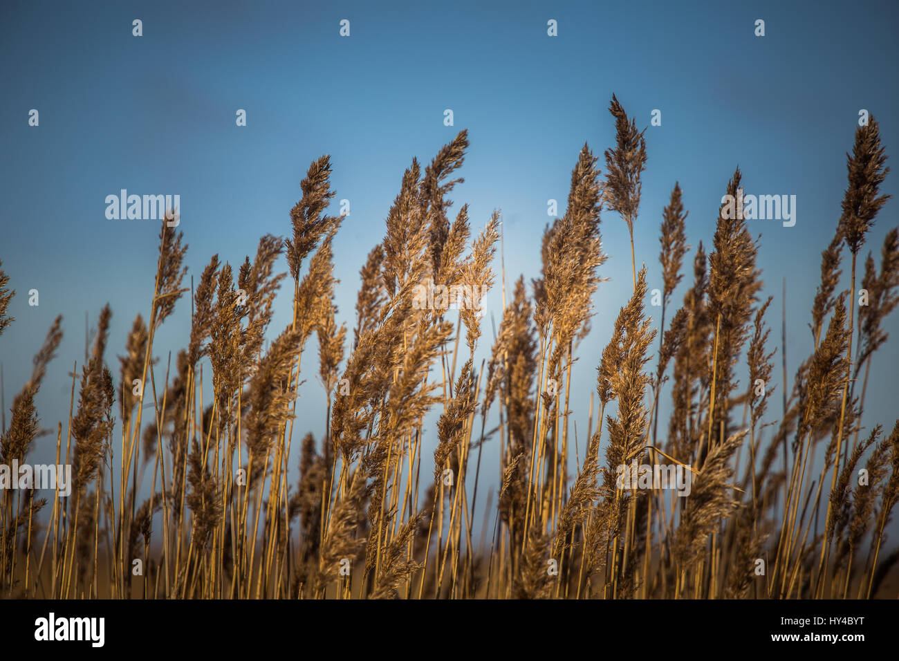 A beautiful reed pattern in a sunny spring day Stock Photo - Alamy