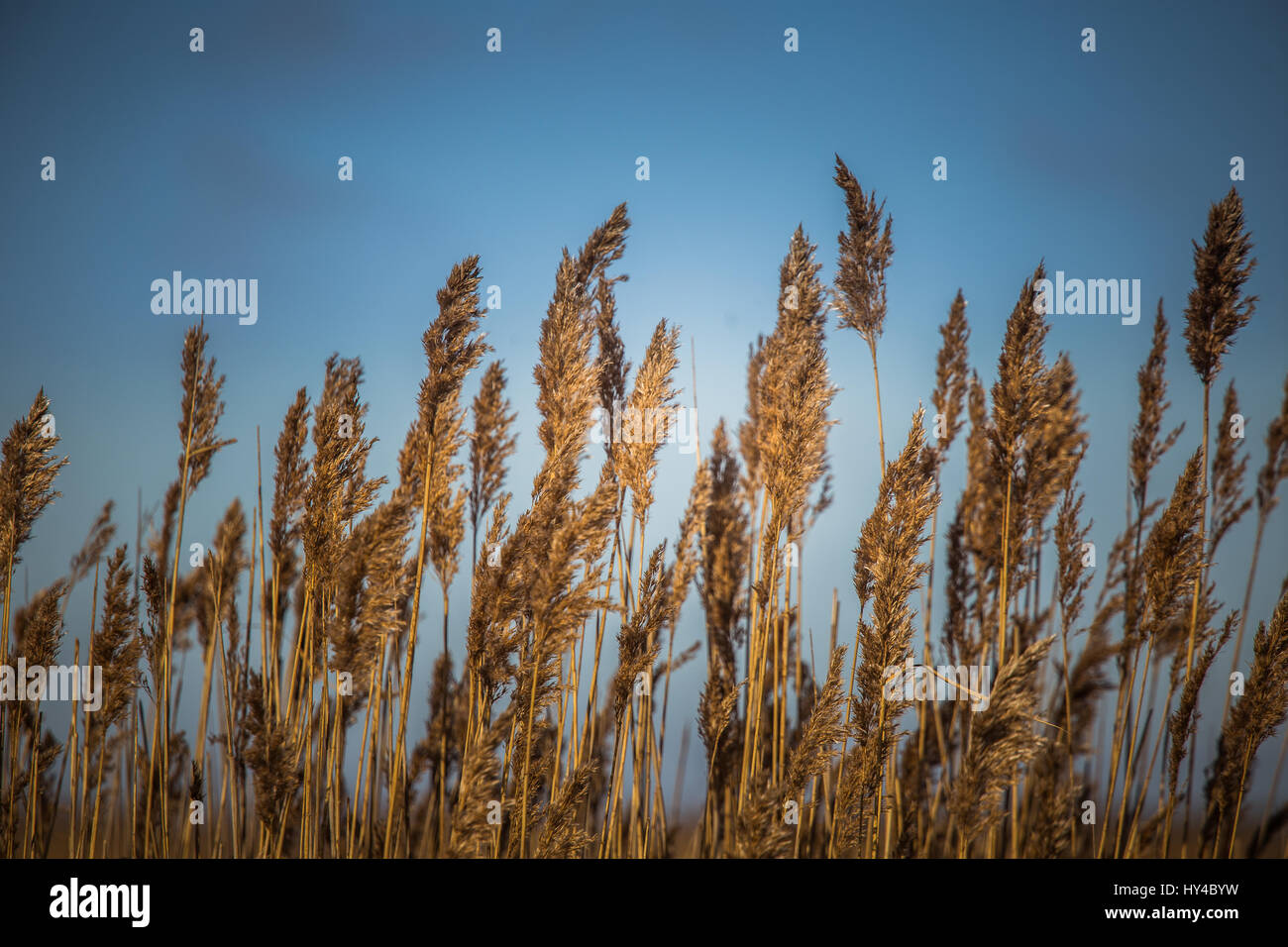 A beautiful reed pattern in a sunny spring day Stock Photo - Alamy