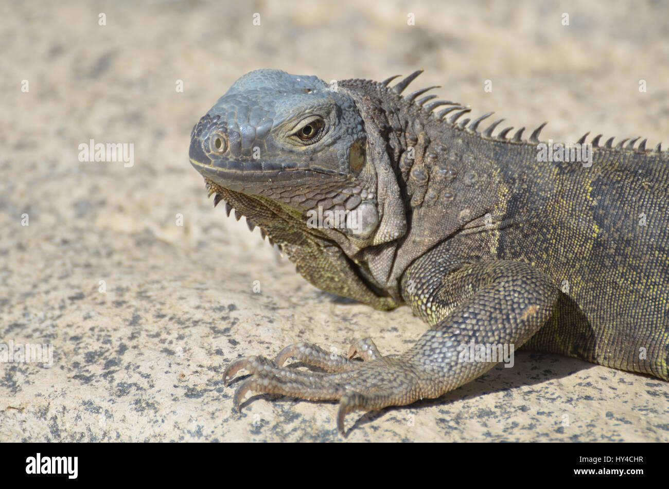 Very long talons hi-res stock photography and images - Alamy