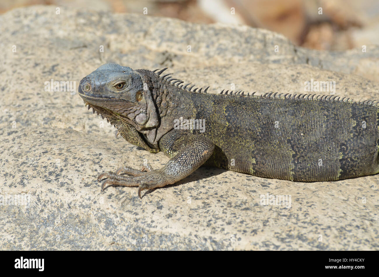 Amazing gray iguana sitting on a rock in Aruba Stock Photo - Alamy