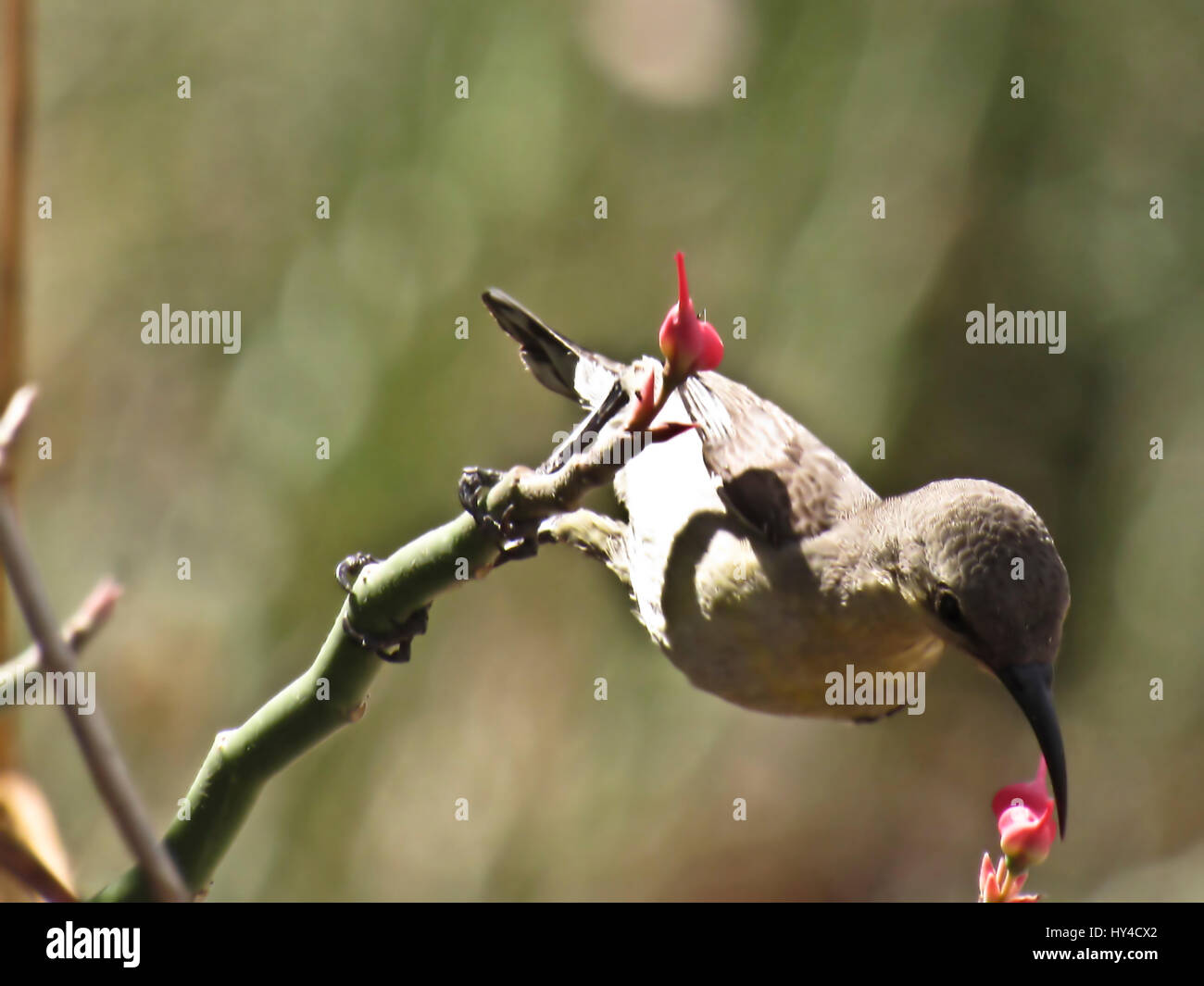 Indian subcontinent resident hi-res stock photography and images - Alamy