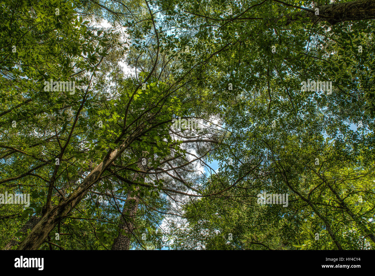 Petrified tree roots hi-res stock photography and images - Alamy