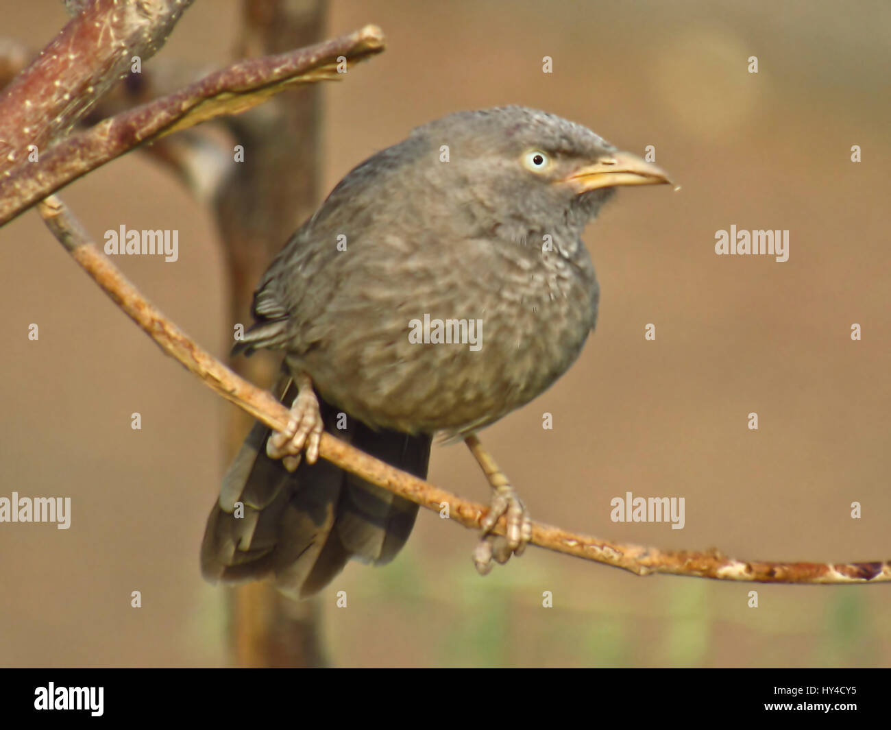 The jungle babbler (Turdoides striata) is a member of the family ...