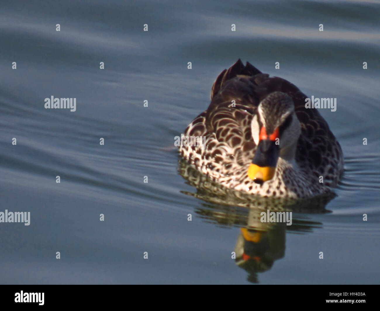 The spot-billed duck or spotbill, is a dabbling duck which breeds in ...