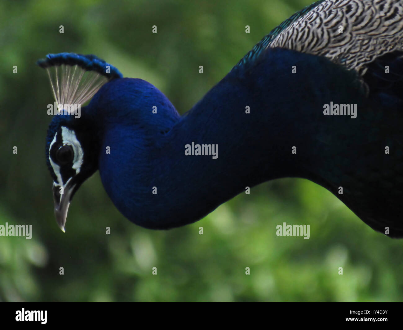 The Indian peafowl or blue peafowl (Pavo cristatus), a large and ...