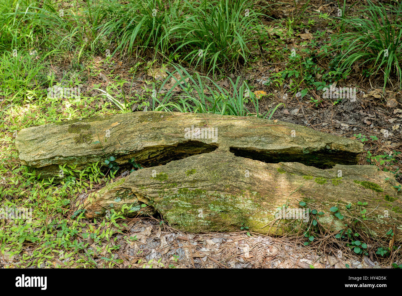 Petrified roots hi-res stock photography and images - Alamy
