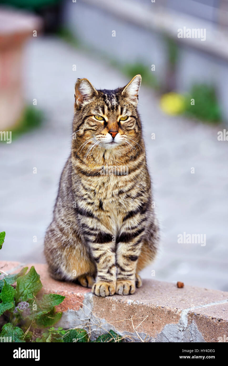 Chubby hi-res stock photography and images - Alamy