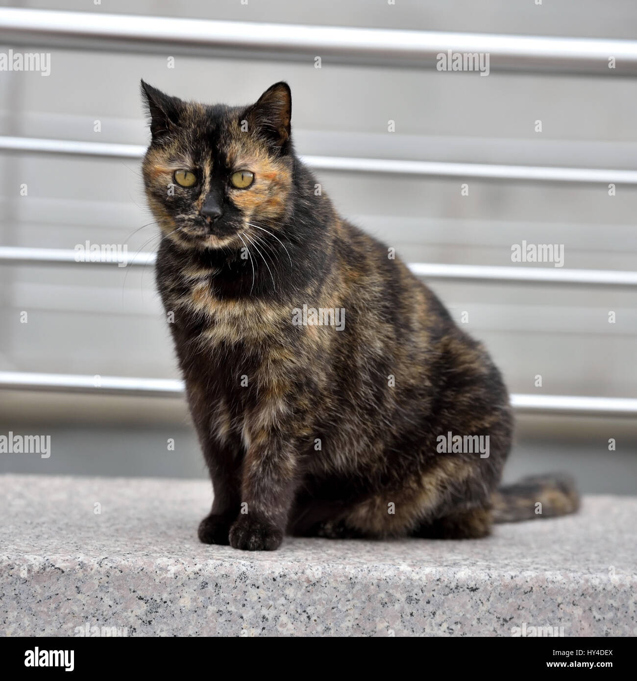 Chubby hi-res stock photography and images - Alamy