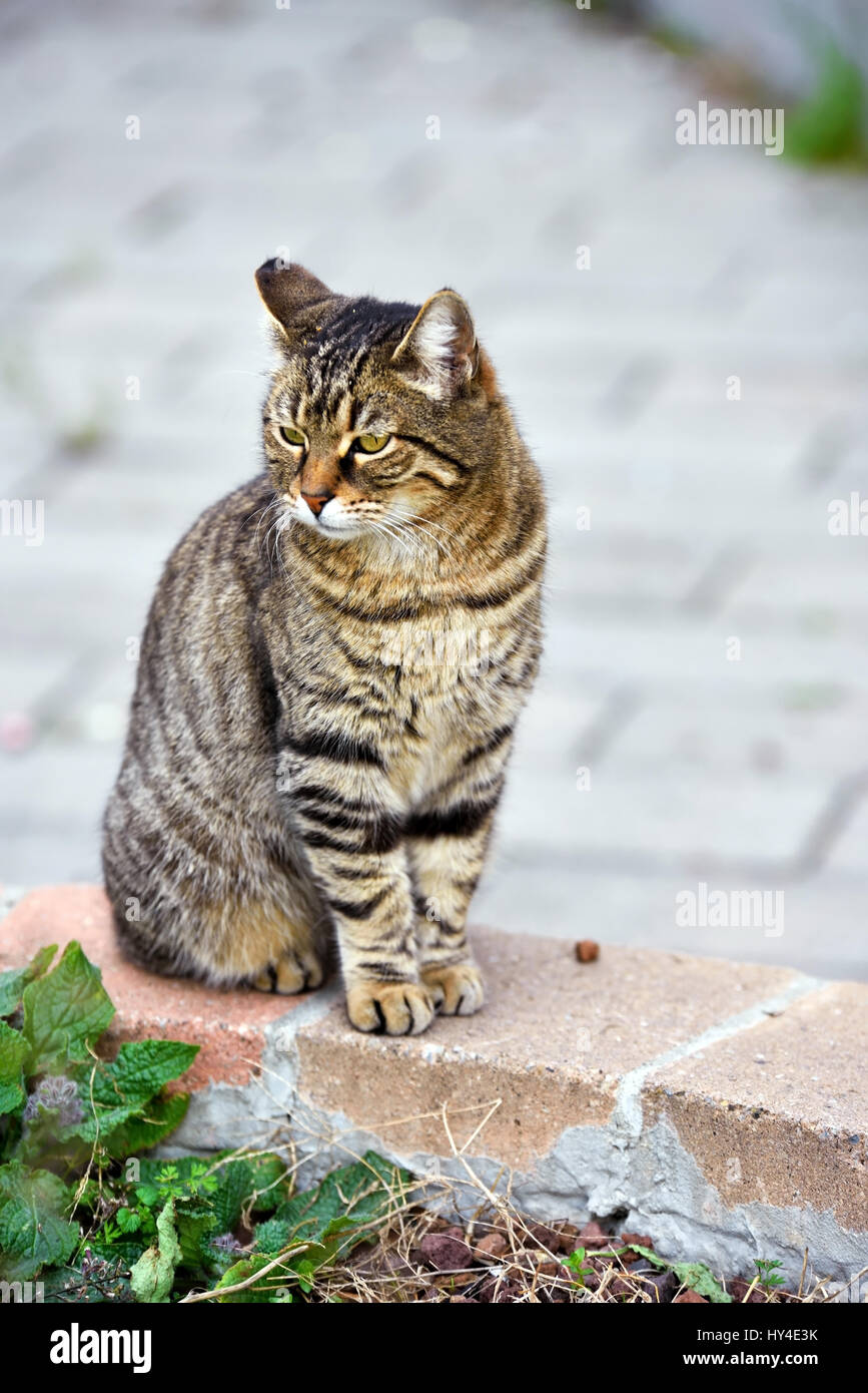 Fat chubby hi-res stock photography and images - Alamy