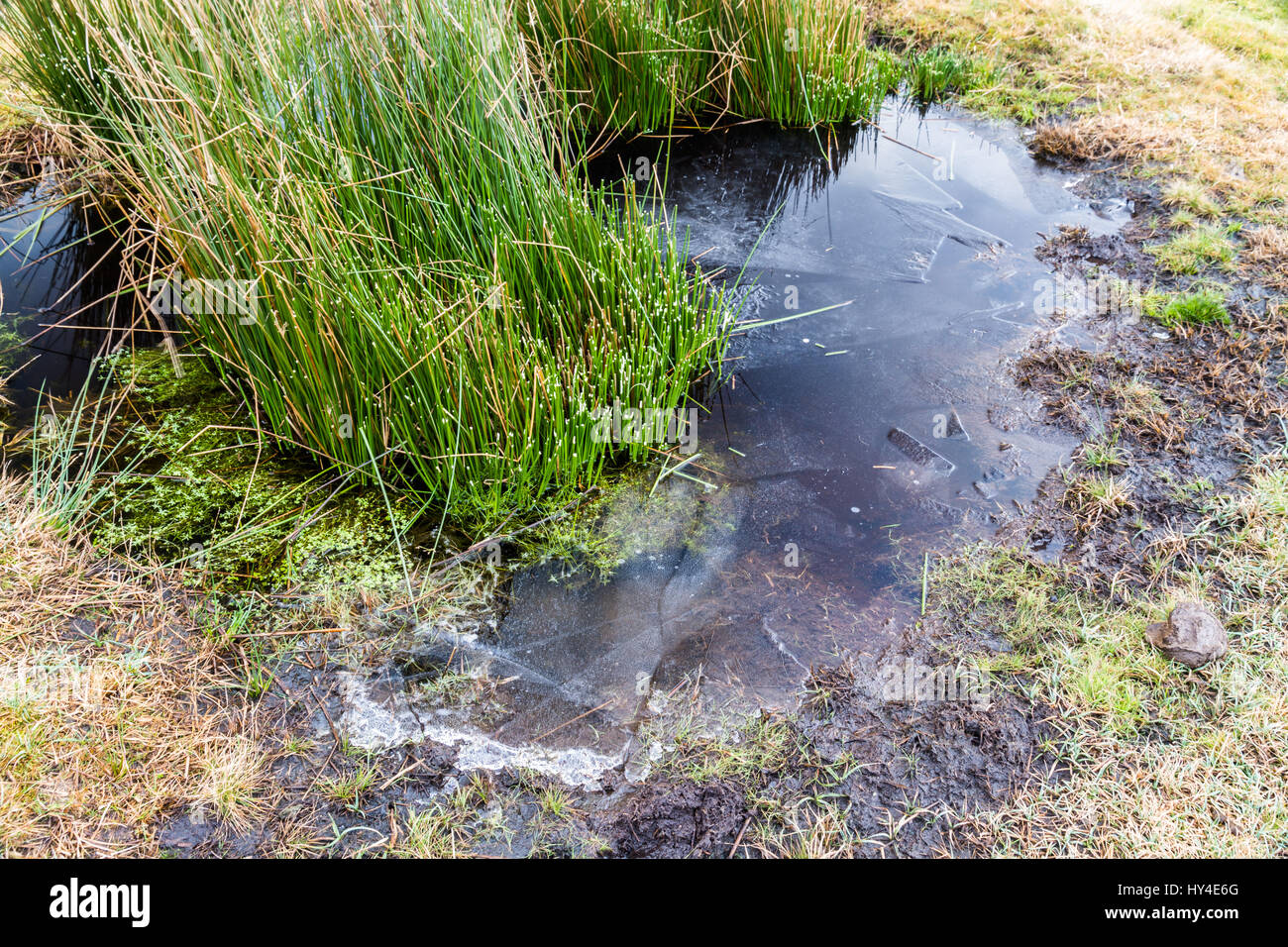 Soft Rush, common rush or Juncus effuses growing by frozen puddle Stock ...