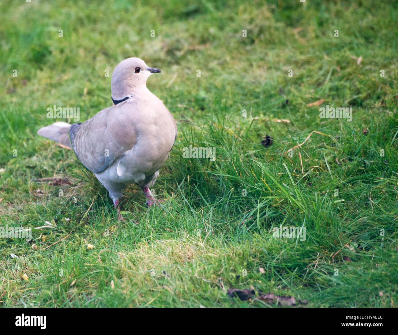 Collared dove grass bird hi-res stock photography and images - Alamy