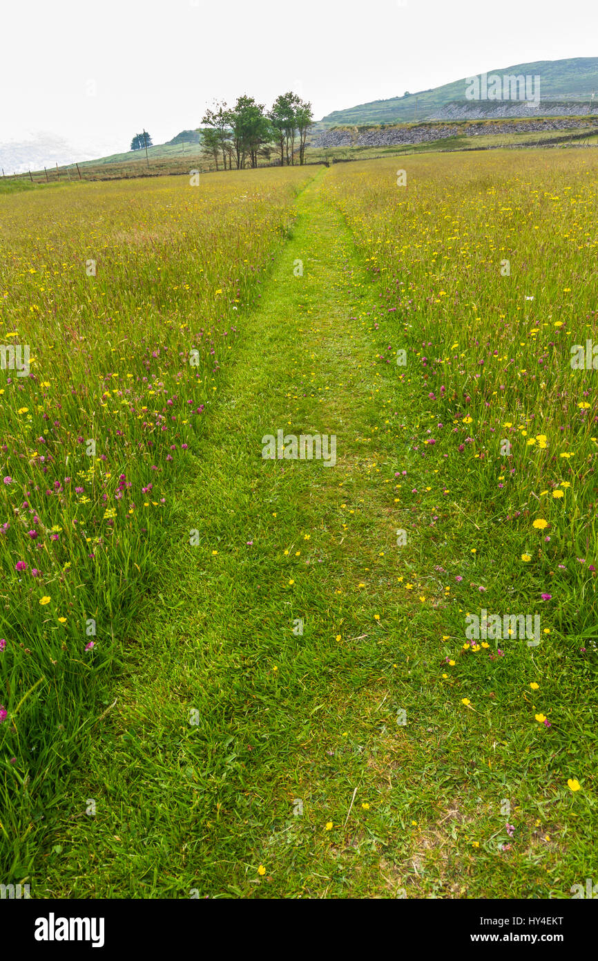 Mown grass pathway hi-res stock photography and images - Alamy