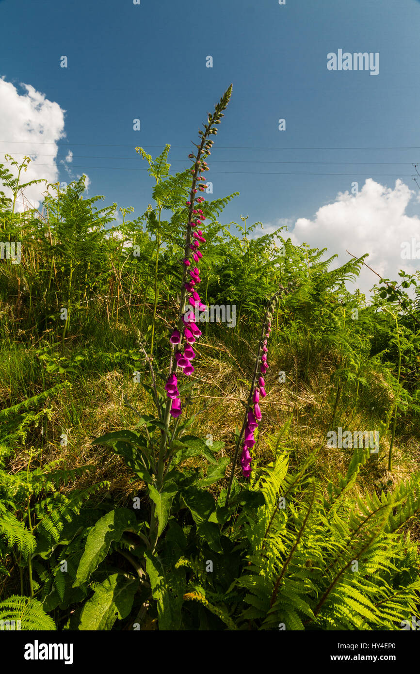 Bloody bells hi-res stock photography and images - Alamy