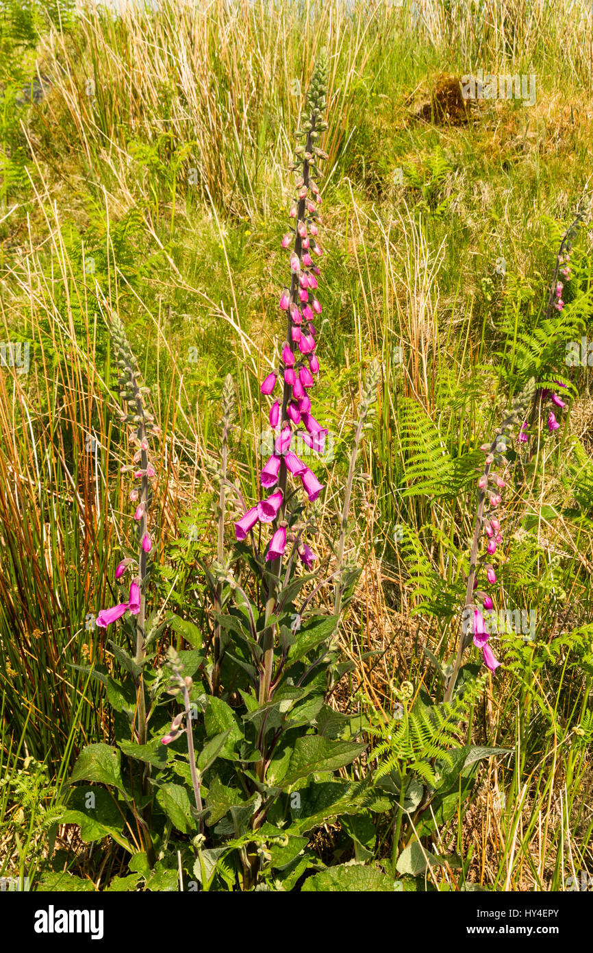 Bloody bells hi-res stock photography and images - Alamy