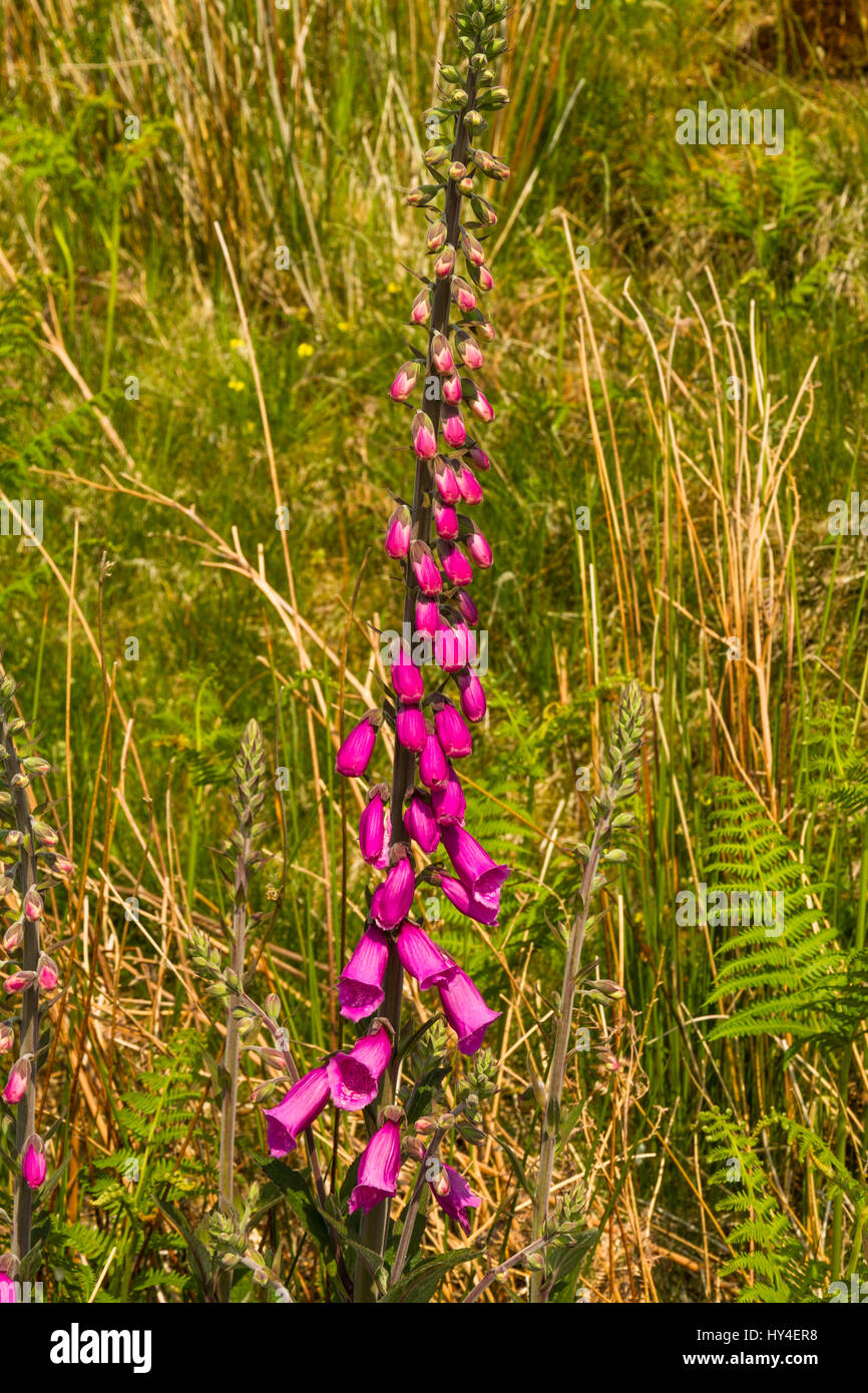 Bloody bells hi-res stock photography and images - Alamy