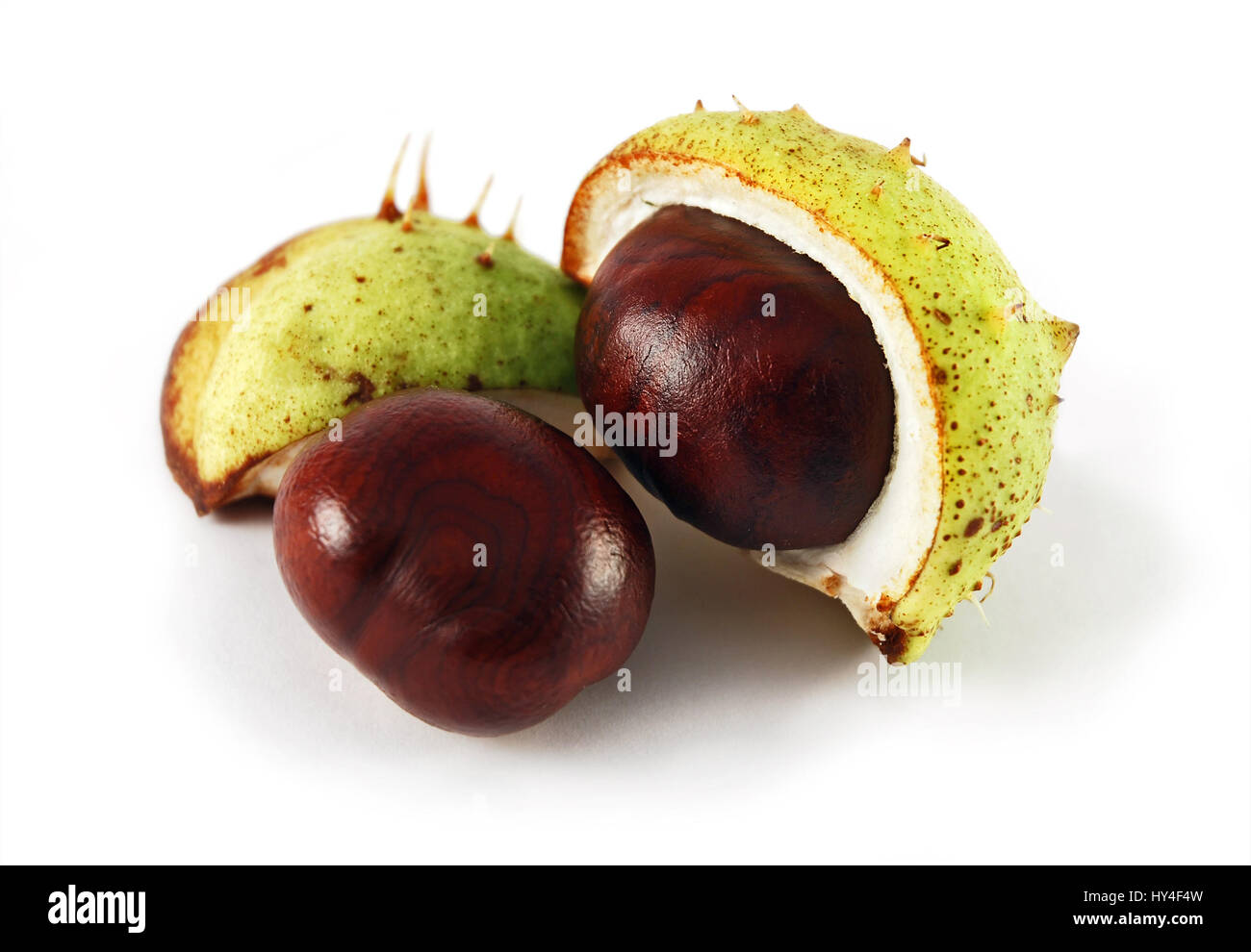Chestnut brown spots Cut Out Stock Images & Pictures - Alamy