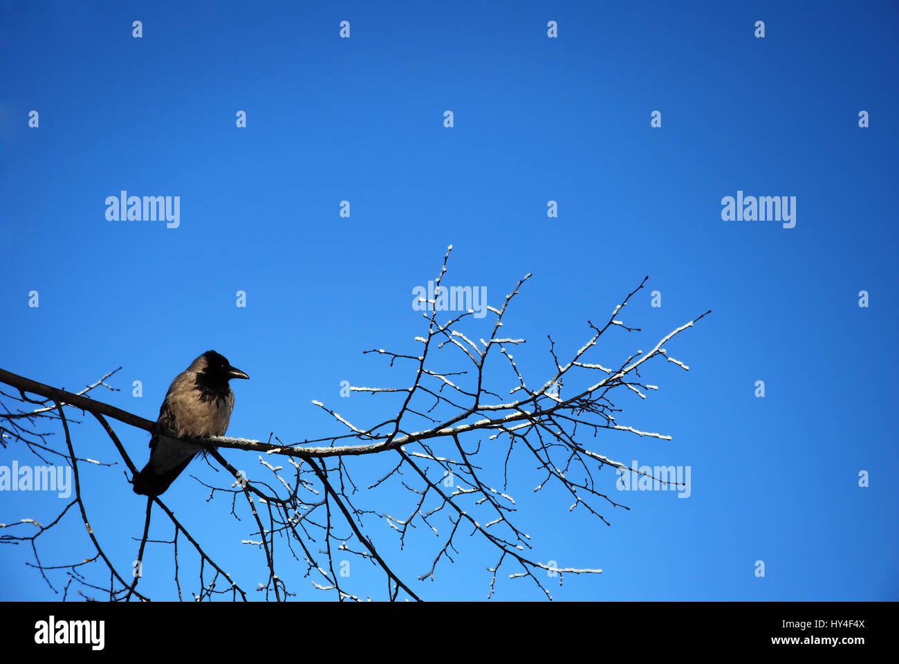 Blue and white crow hi-res stock photography and images - Alamy