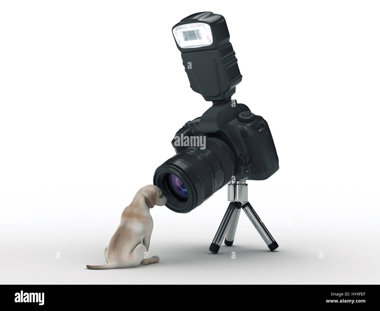 Amateur photographer pet dog hi-res stock photography and images - Alamy
